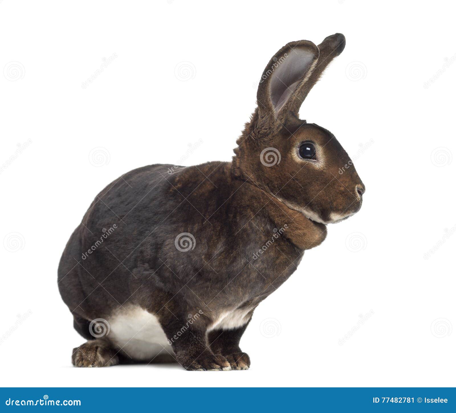 Side view of Rex Rabbit stock image. Image of people - 77482781