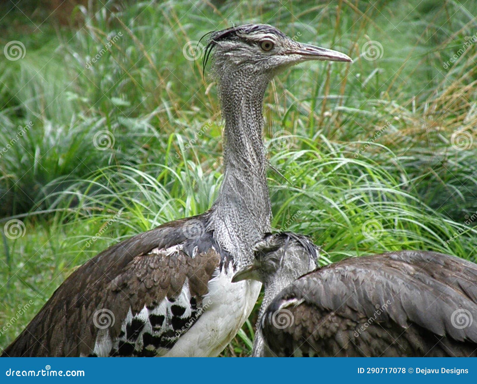 Side View of Rhea Bird with a Second in the Foreground Stock Photo ...