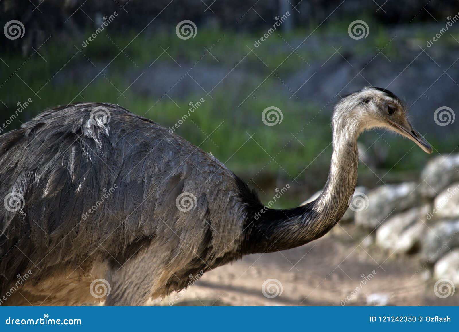 Rhea close up stock photo. Image of long, view, black - 121242350
