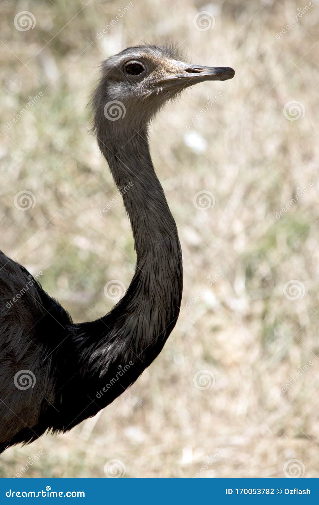 This is a Side View of a Rhea Stock Photo - Image of runner, rhea ...