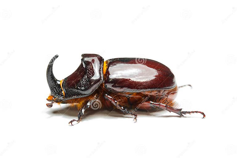 Side View of Rhinoceros Beetle Stock Image - Image of side, beetle ...