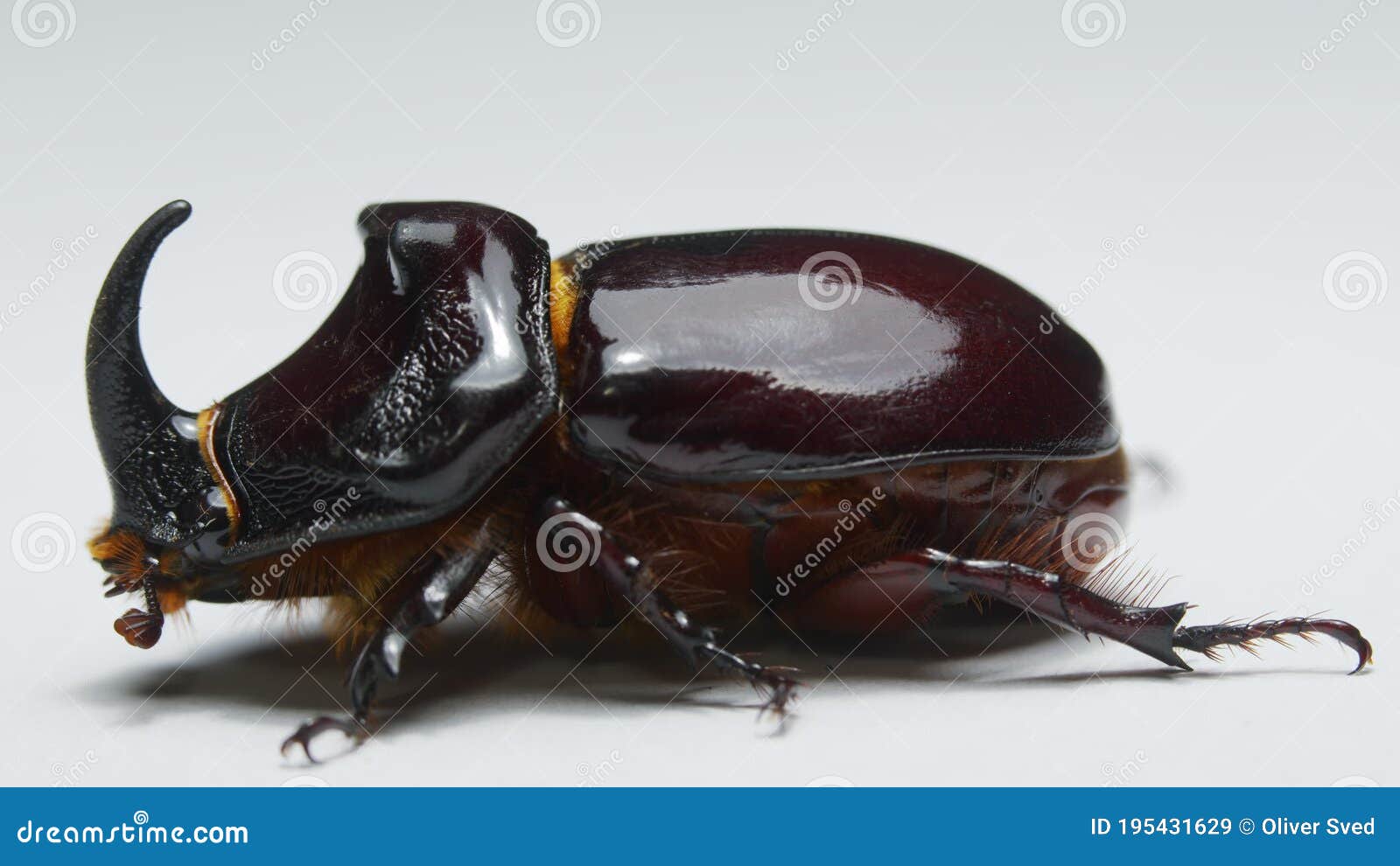 Side View of Rhinoceros Beetle Stock Video - Video of rhinoceros, macro ...
