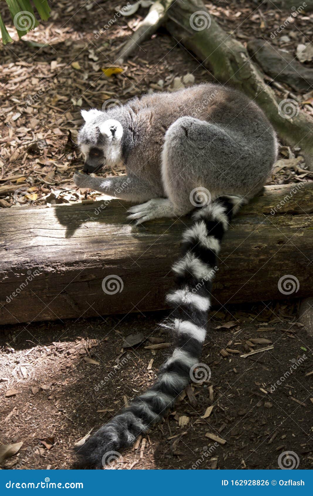 This is a Side View of a Ring Tailed Lemur Stock Photo - Image of long ...