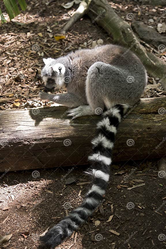 This is a Side View of a Ring Tailed Lemur Stock Photo - Image of long ...