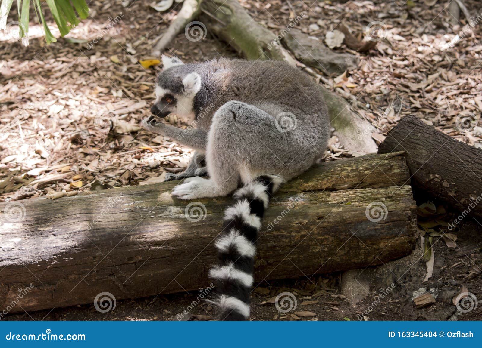 This is a Side View of a Ring Tailed Lemur Stock Photo - Image of ...