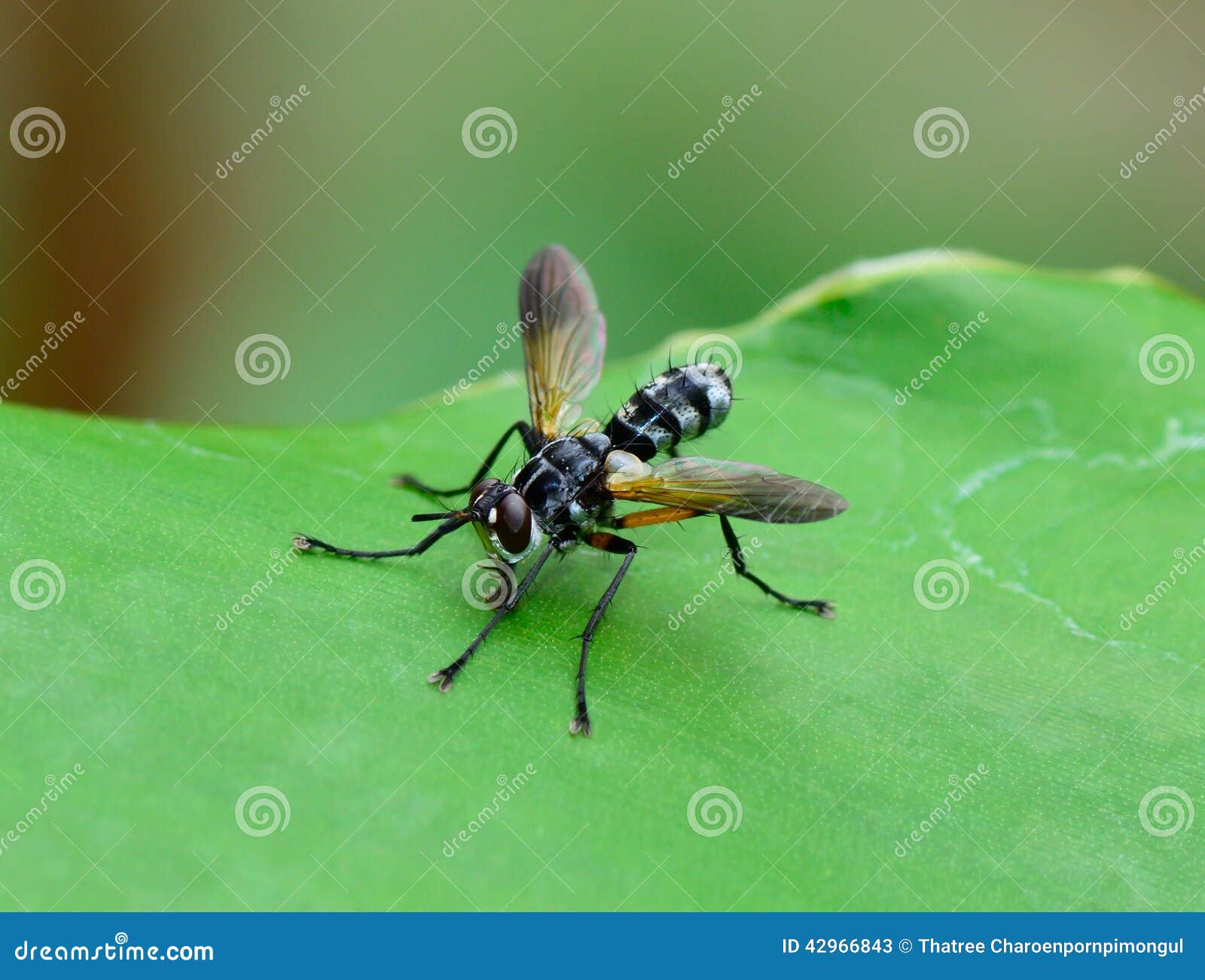 Side View of Robber Fly ( Asilidae) Standing on Green Leaf Stock Image ...