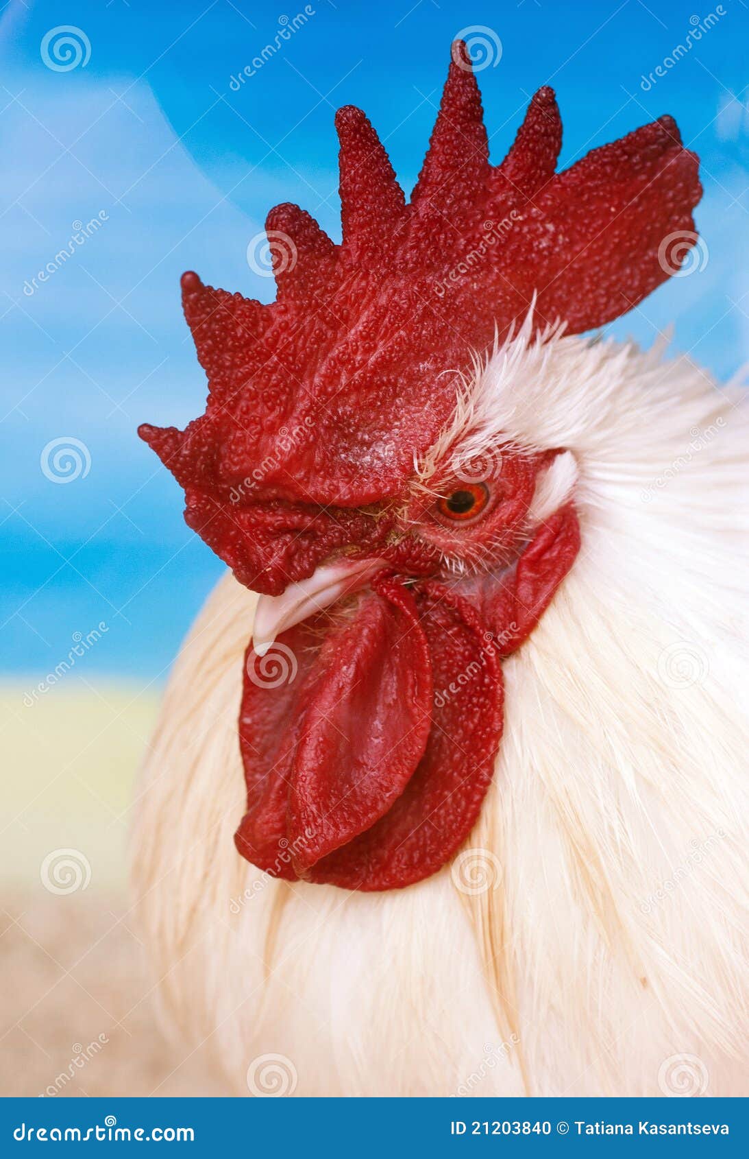 Side View of a Rooster with a Bright Red Comb Stock Photo - Image of ...
