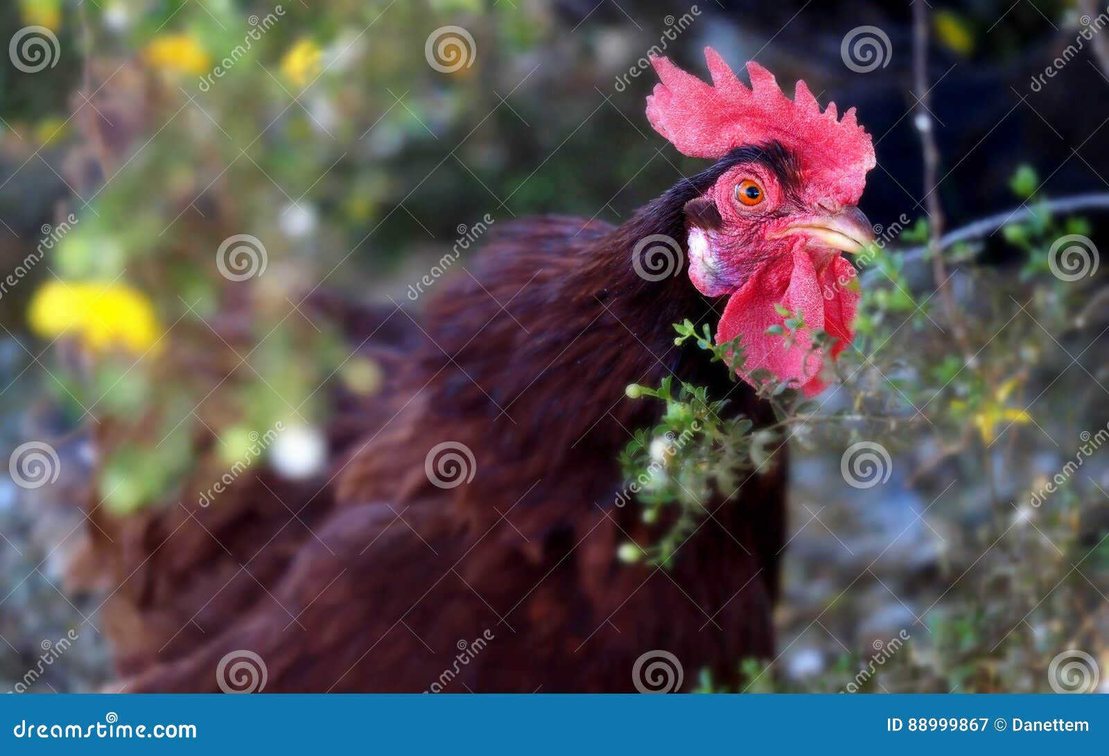 Side view of a rooster stock image. Image of side, comb - 88999867