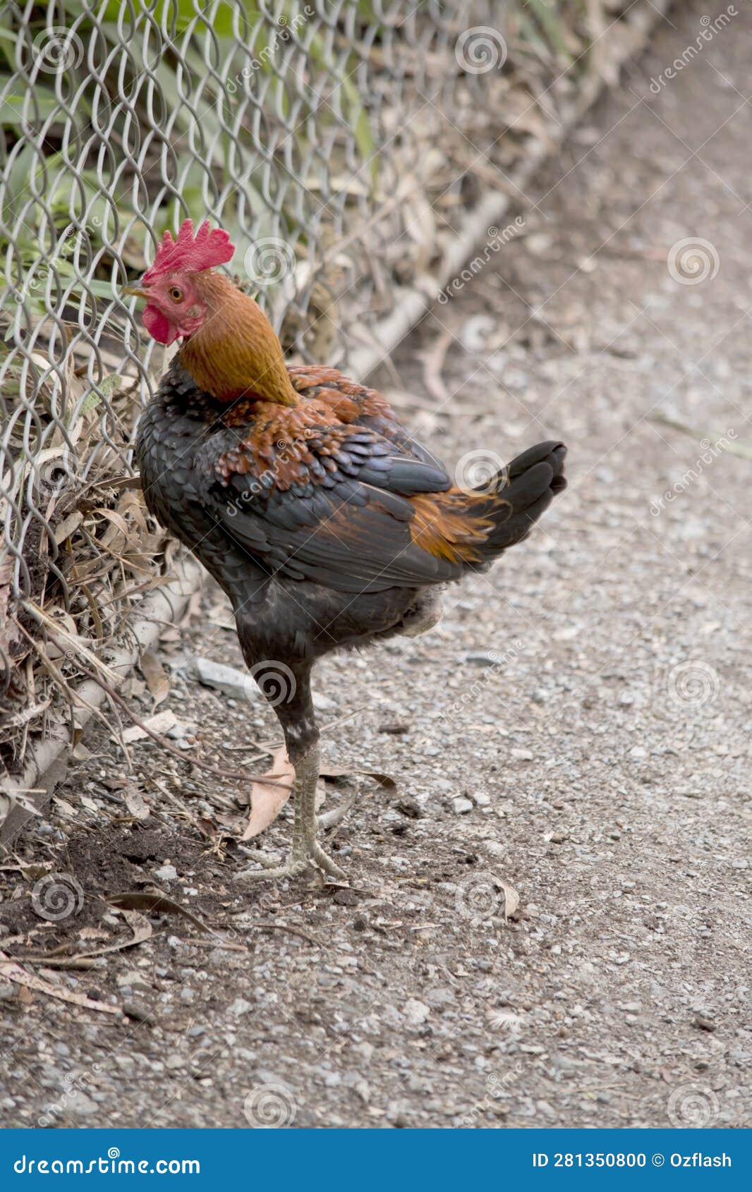 This is a Side View of a Rooster Stock Photo - Image of caged, standing ...
