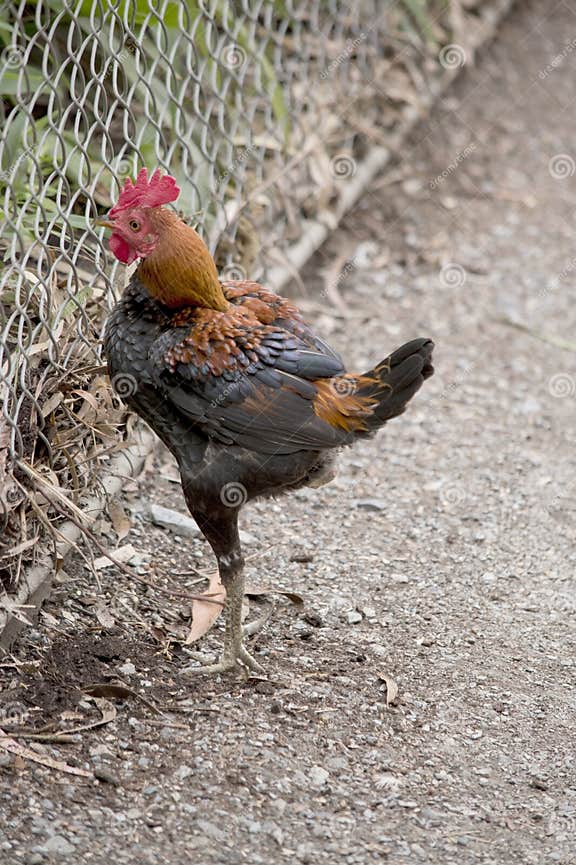 This is a Side View of a Rooster Stock Photo - Image of caged, standing ...