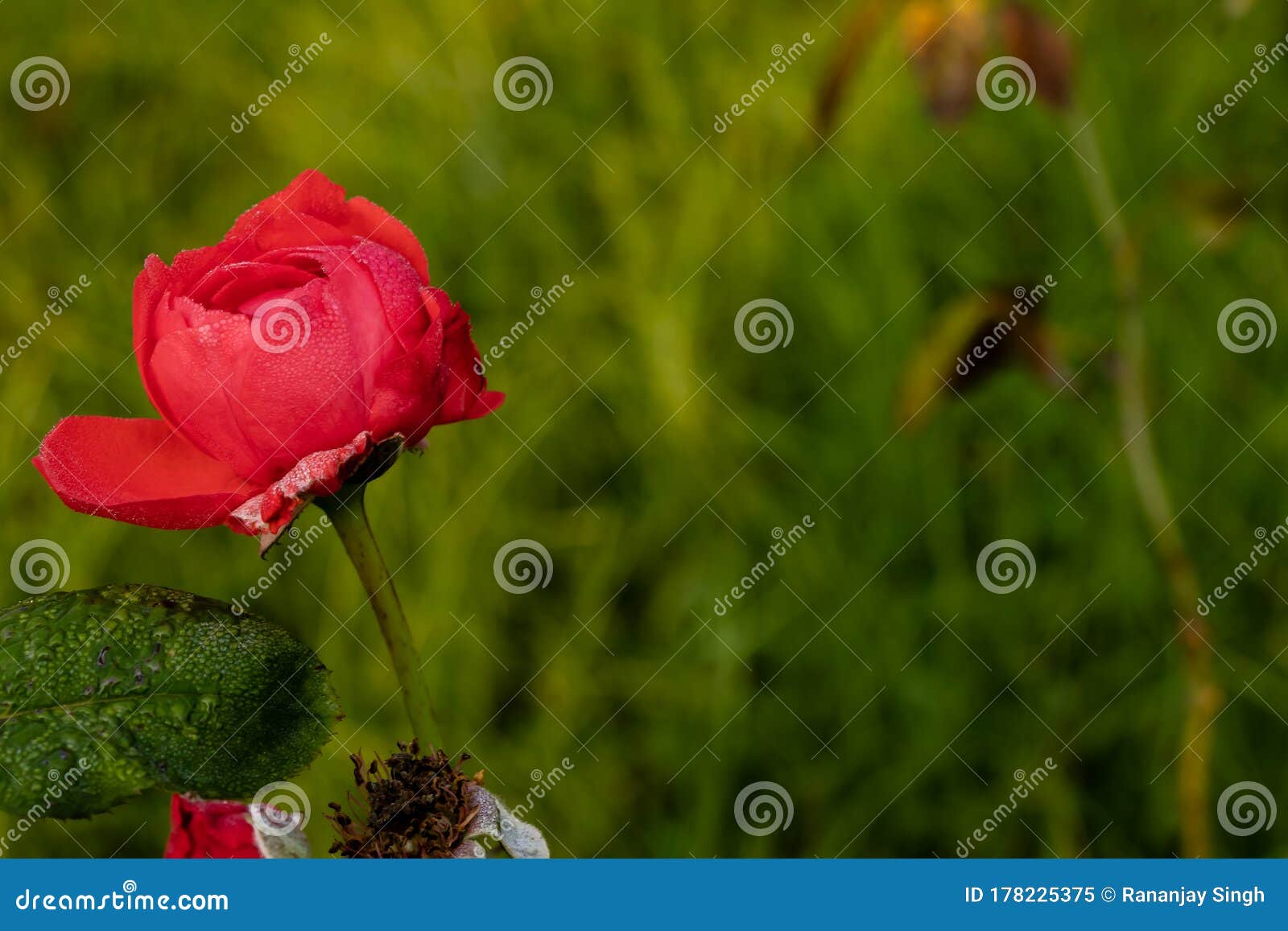 Side View of Rose Blooming on Blurred Grass Bush in the Background ...