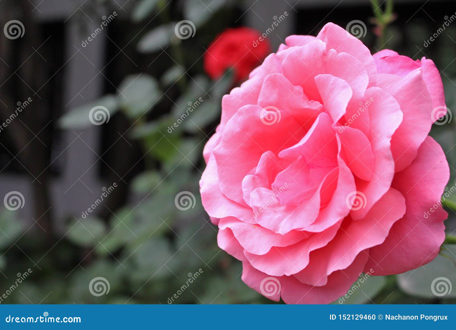 Side View of Rose Pink Flower in the China Garden Stock Photo - Image ...