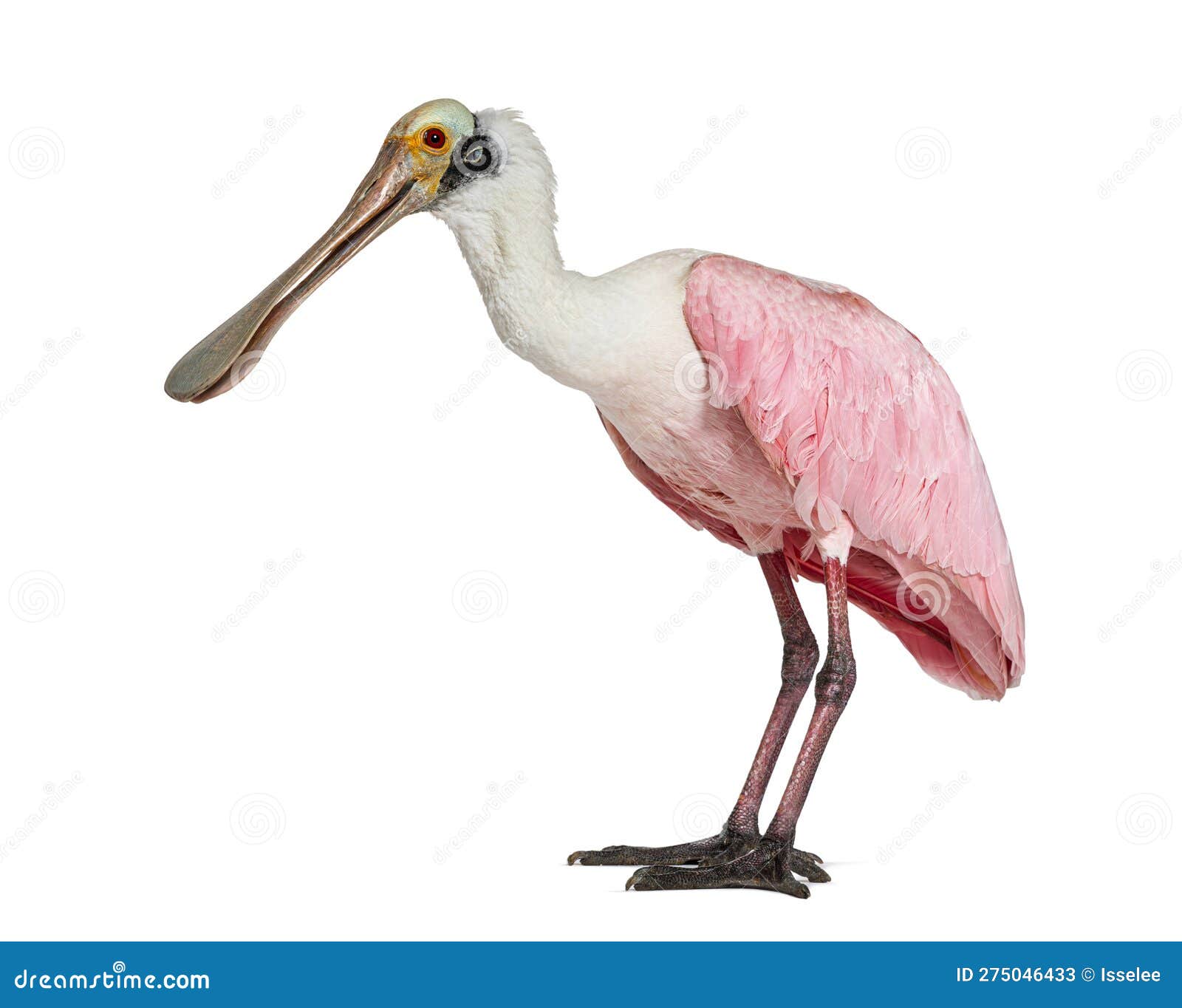 Side View of a Roseate Spoonbill Bird, Platalea Ajaja, Isolated on ...