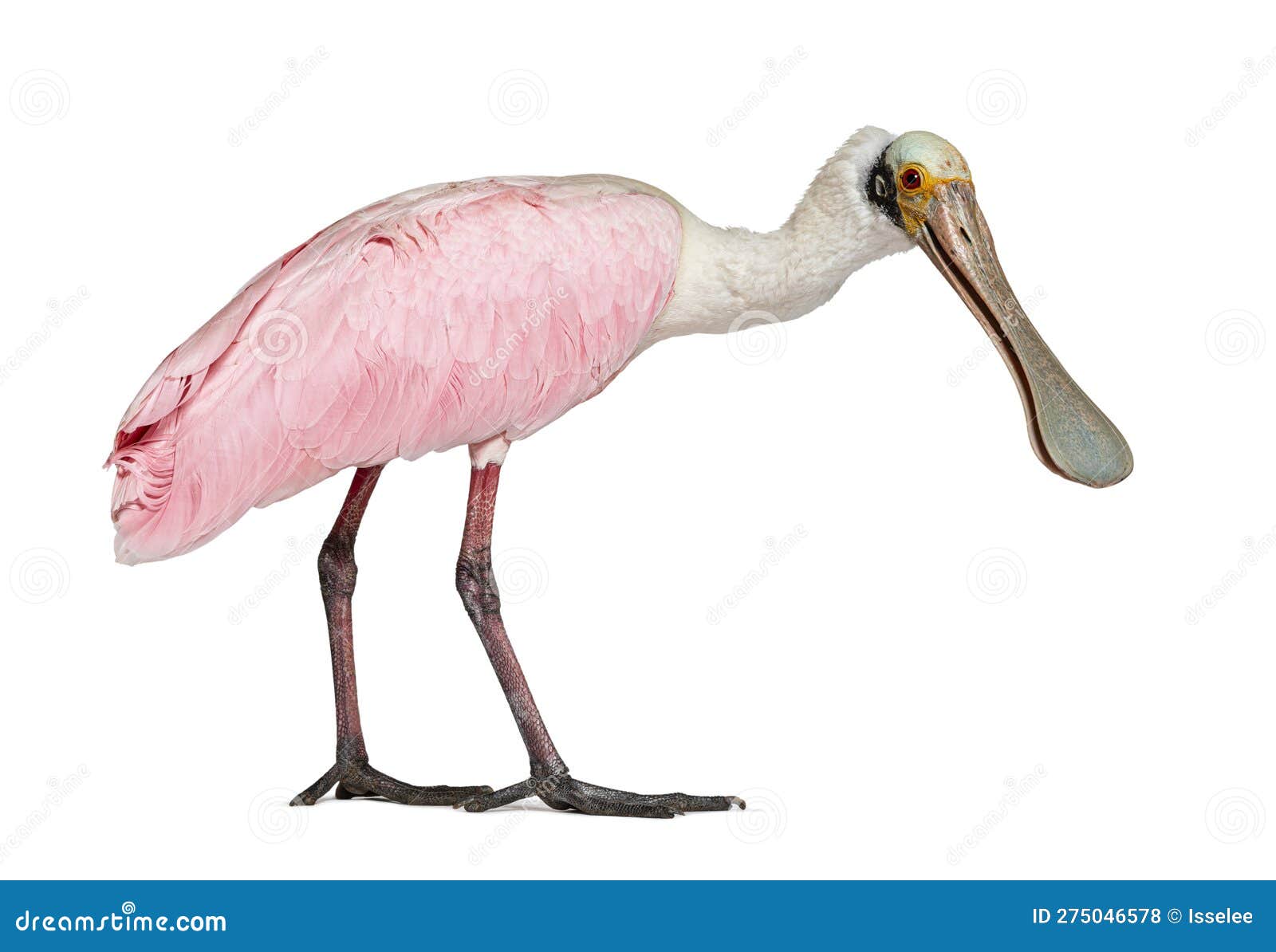 Side View of a Roseate Spoonbill Bird, Platalea Ajaja, Isolated on ...