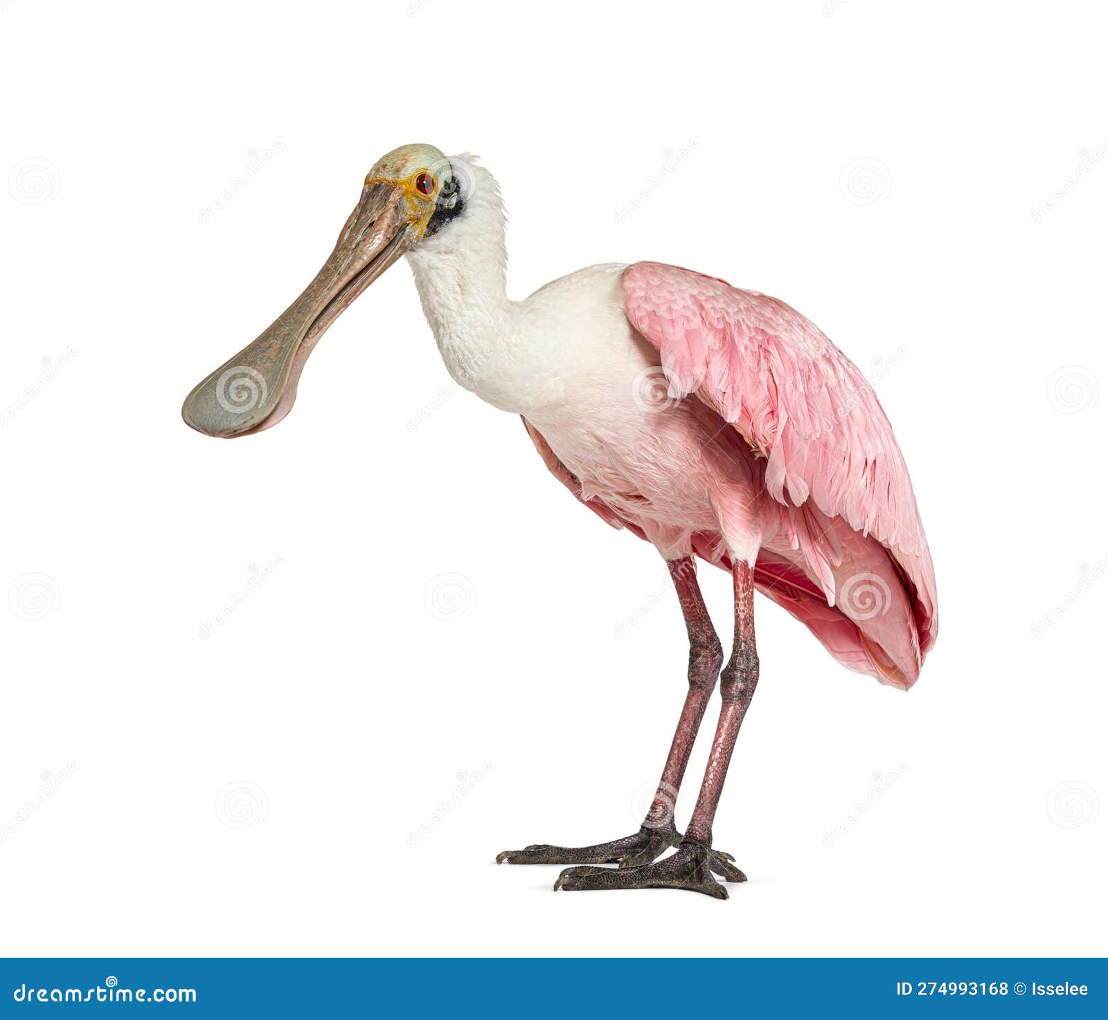 Side View of a Roseate Spoonbill, Platalea Ajaja, Isolated on White ...