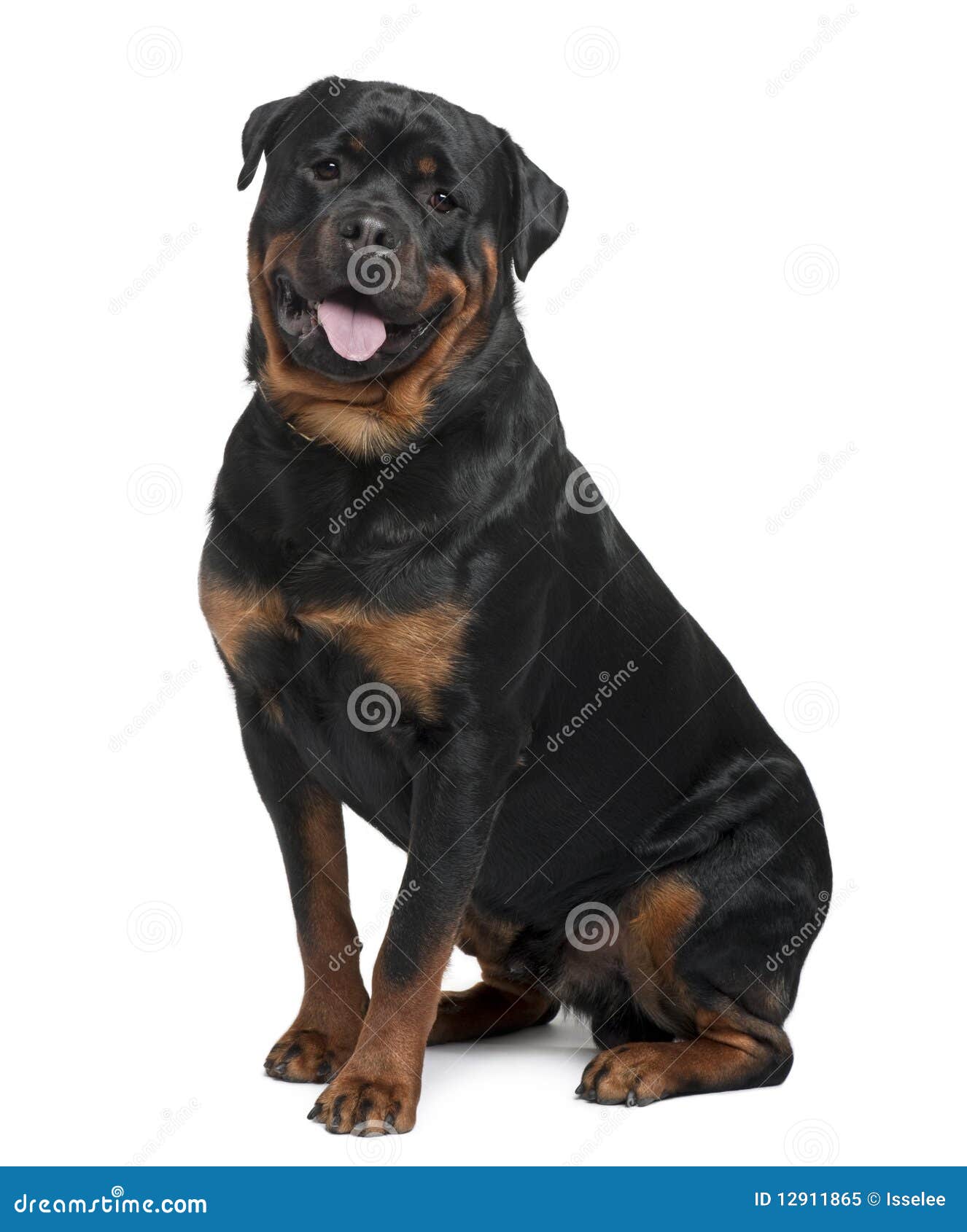 Side View of Rottweiler, Sitting and Panting Stock Image - Image of ...