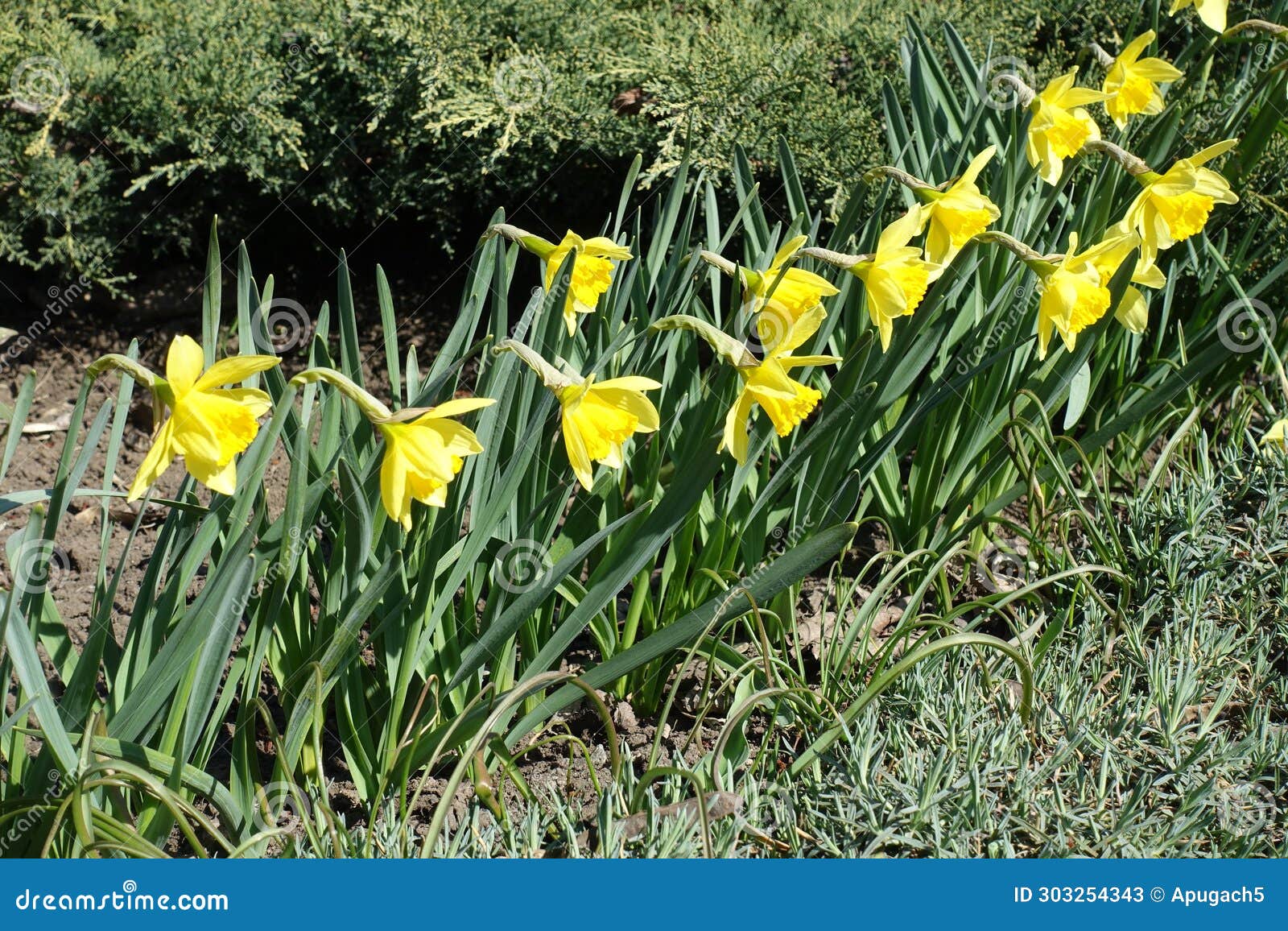 Side View of Row of Yellow Flowers of Daffodils in March Stock Image ...