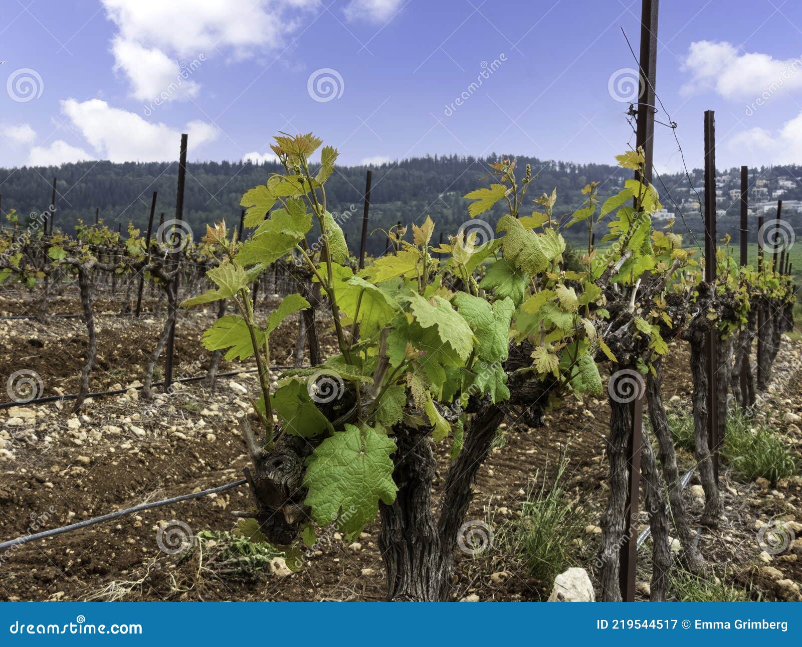 Side View of Rows of Vines with Young Green Leaves Stock Image - Image ...