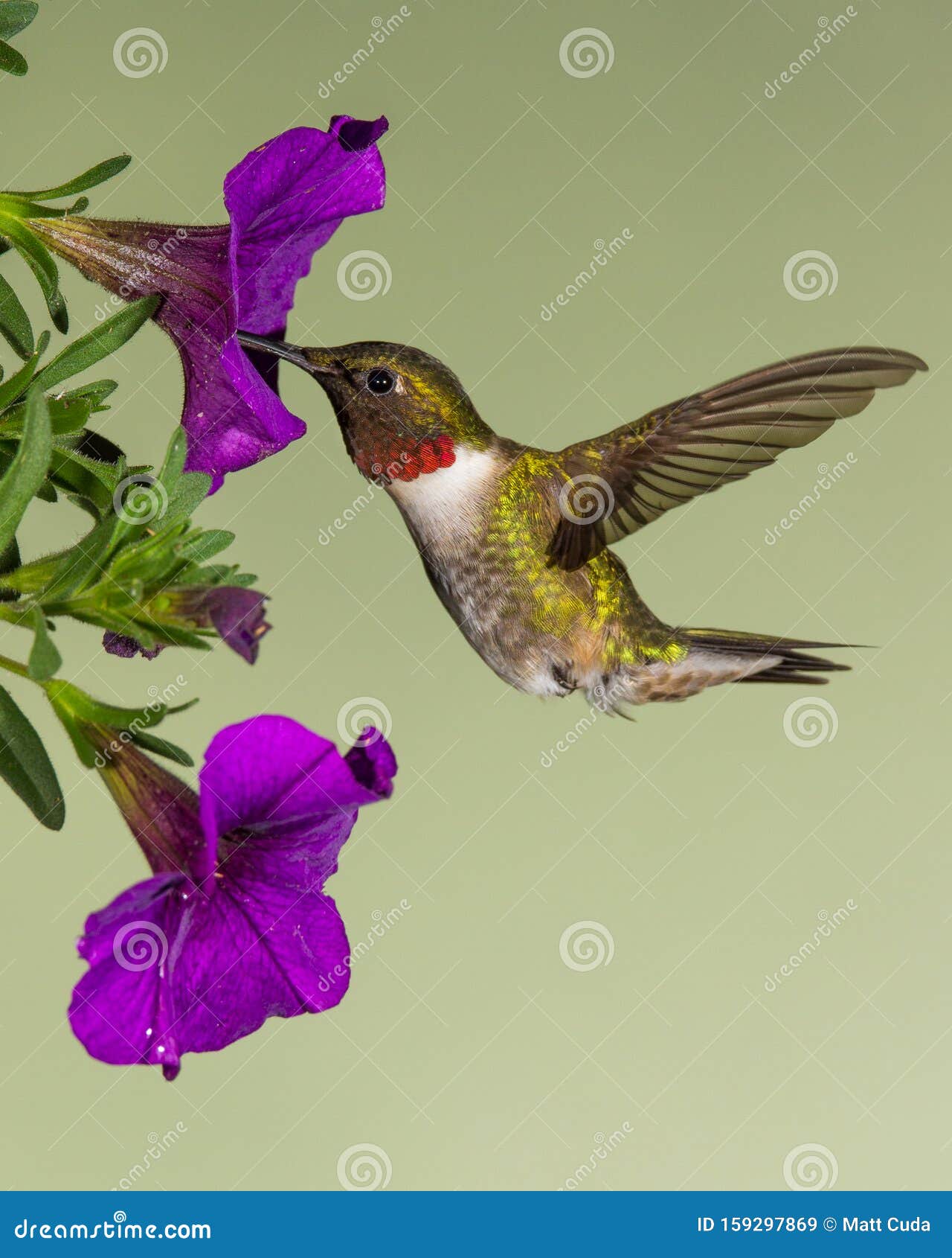 Ruby-throated hummingbird stock image. Image of plant - 159297869