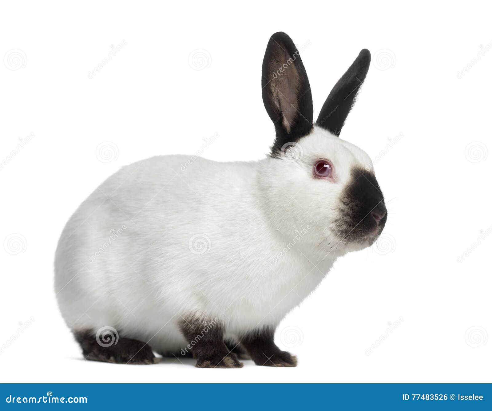 Side View of Russian Rabbit Stock Photo - Image of animal, studio: 77483526