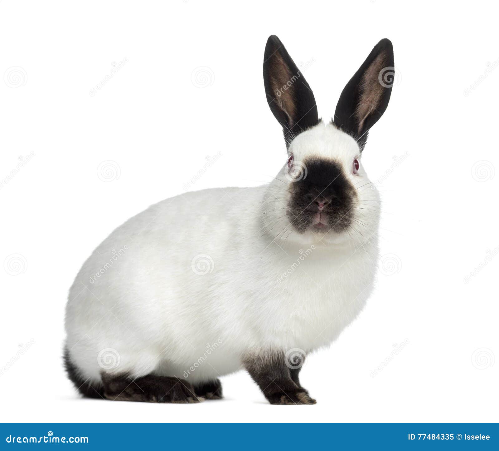 Side View of Russian Rabbit Stock Image - Image of white, studio: 77484335