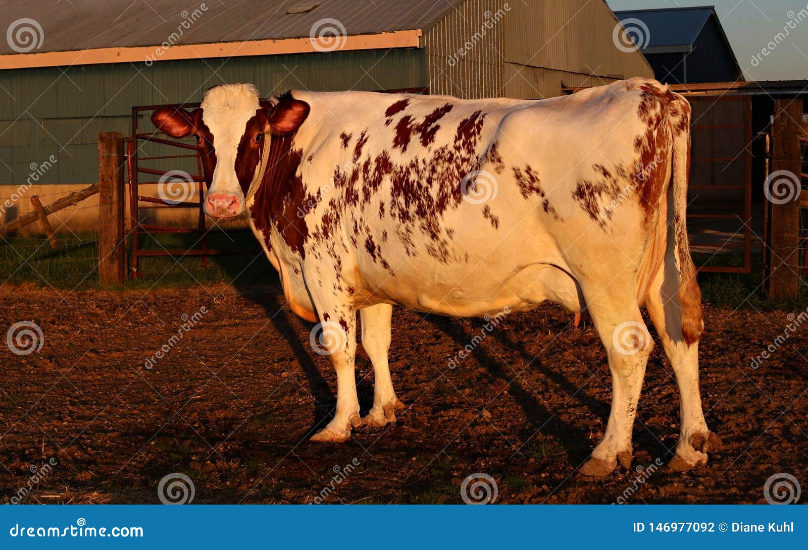Side View of Rust and White Colored Cow Watching Me Stock Photo - Image ...