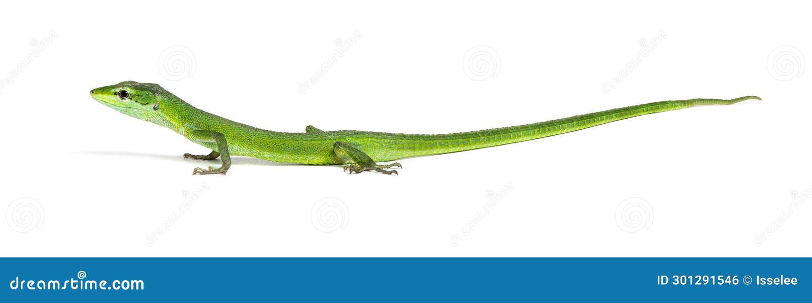 Side View of a Sakishima Grass Lizard with Its Long Queue, Takydromus ...