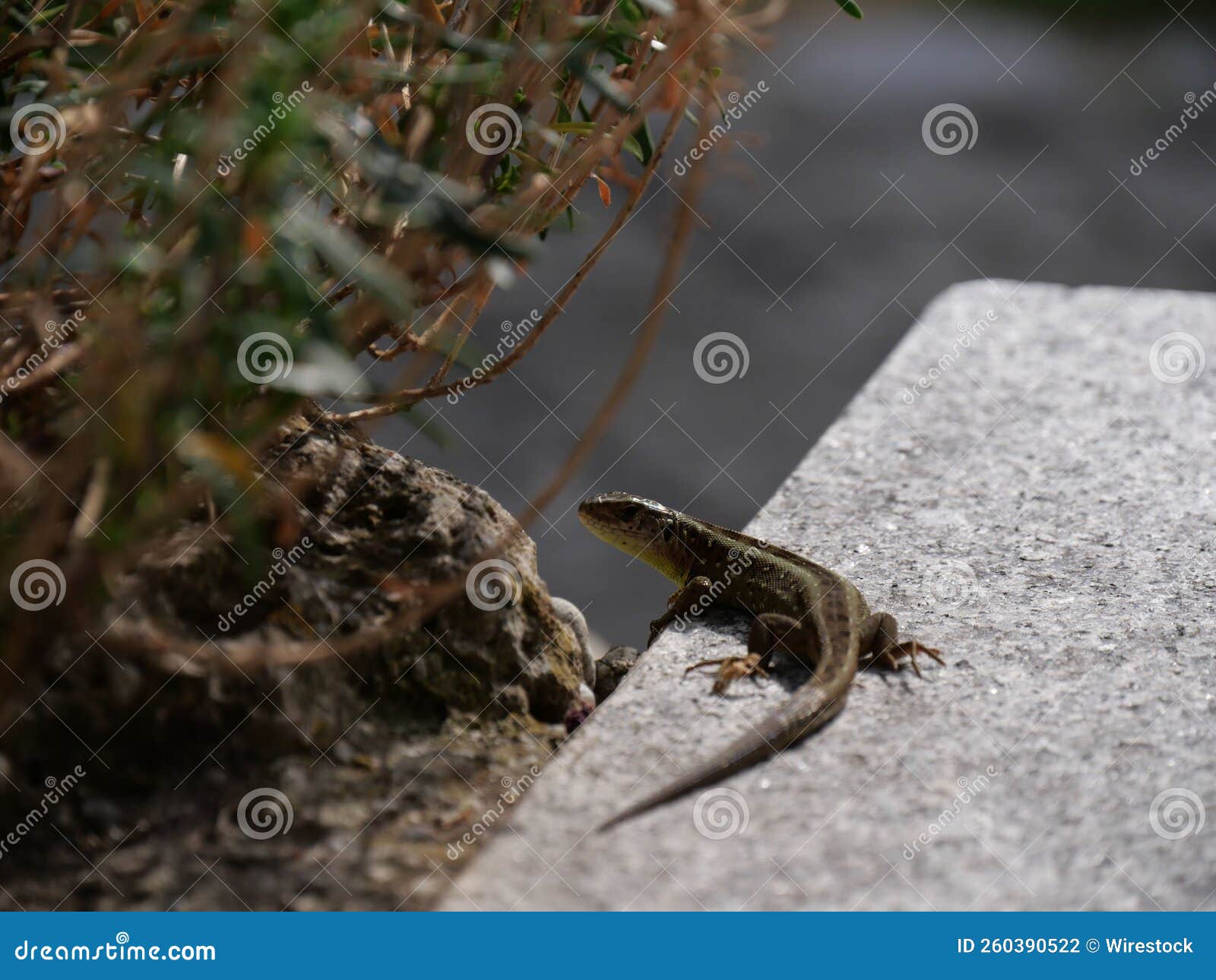 Side View of Sand Lizard Resting on a Stone Stock Photo - Image of view ...