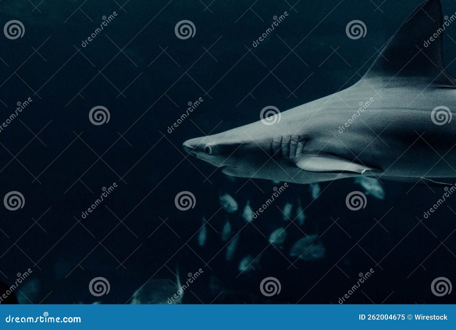 Side View of a Sandbar Shark and Small Fish Underwater Stock Image ...