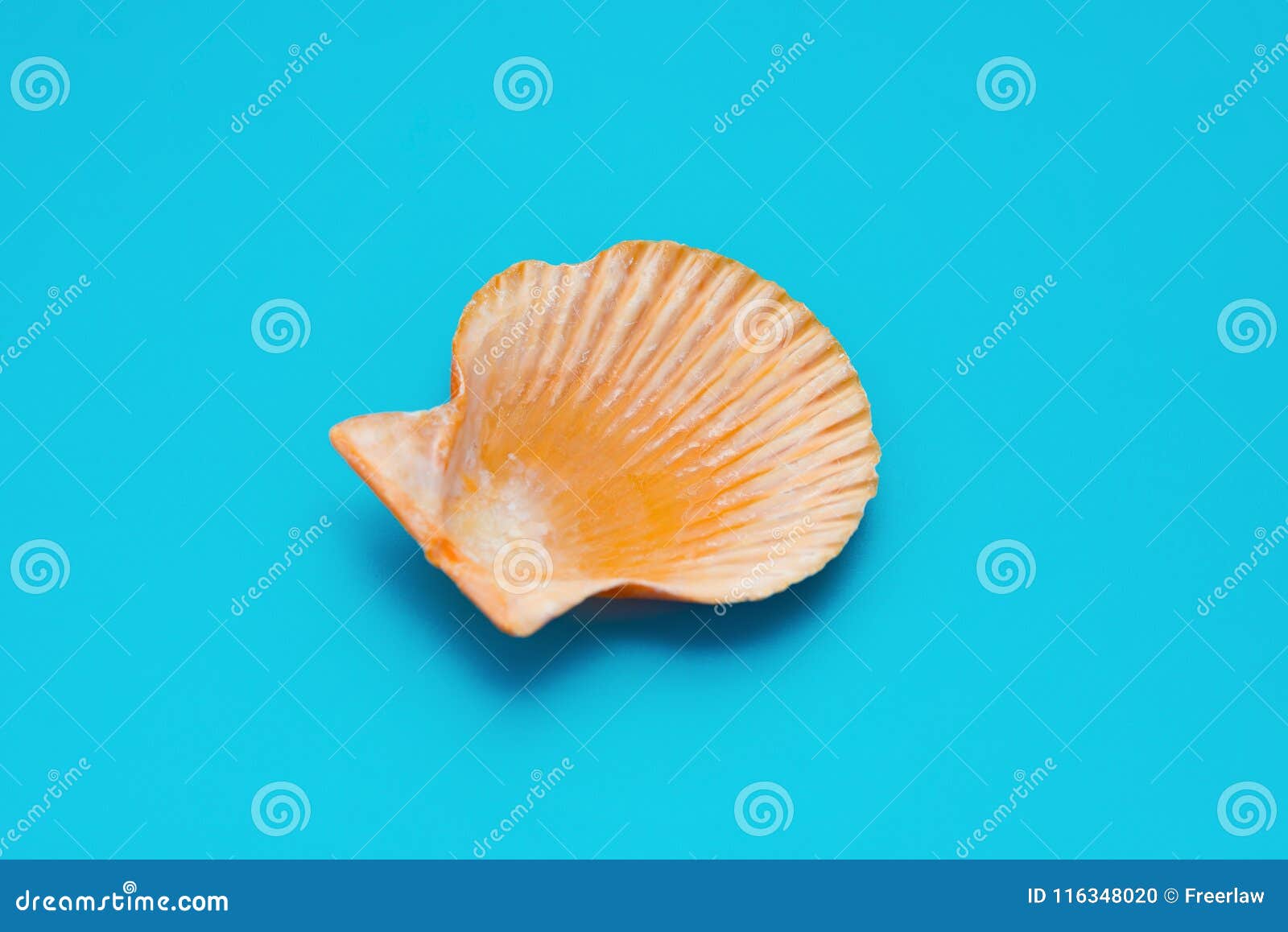 Side View Scallop Shell on Blue Background Stock Photo - Image of ...
