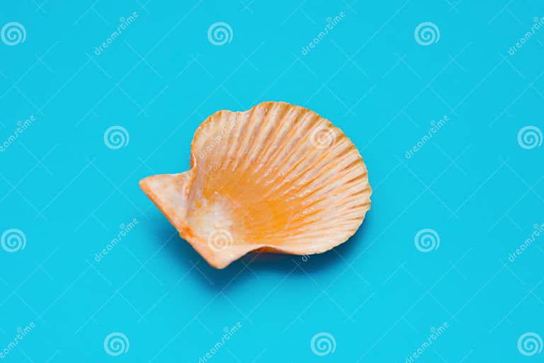 Side View Scallop Shell on Blue Background Stock Photo - Image of ...