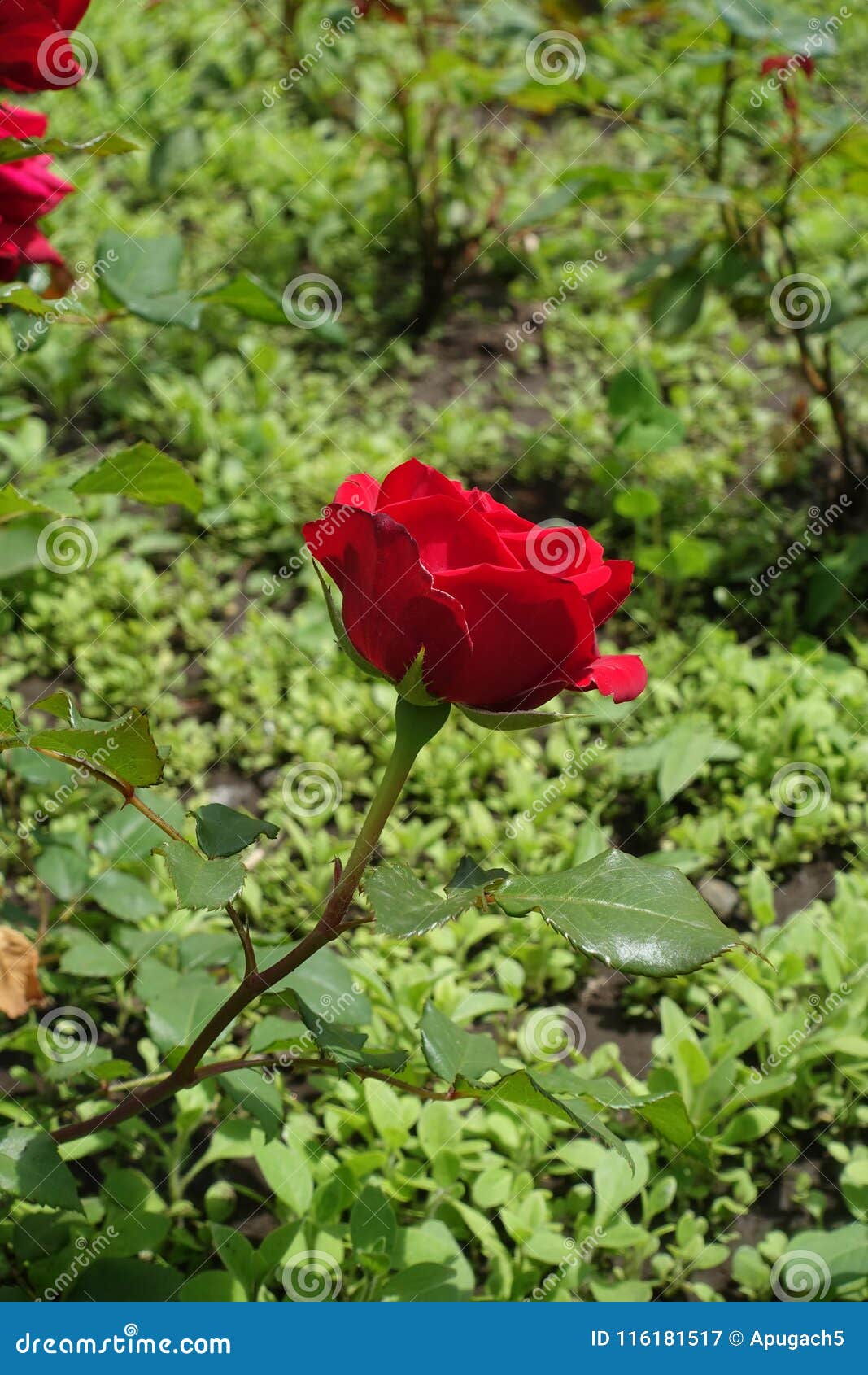 Side View of Red Rose Flower Stock Image - Image of cerise, flowers ...