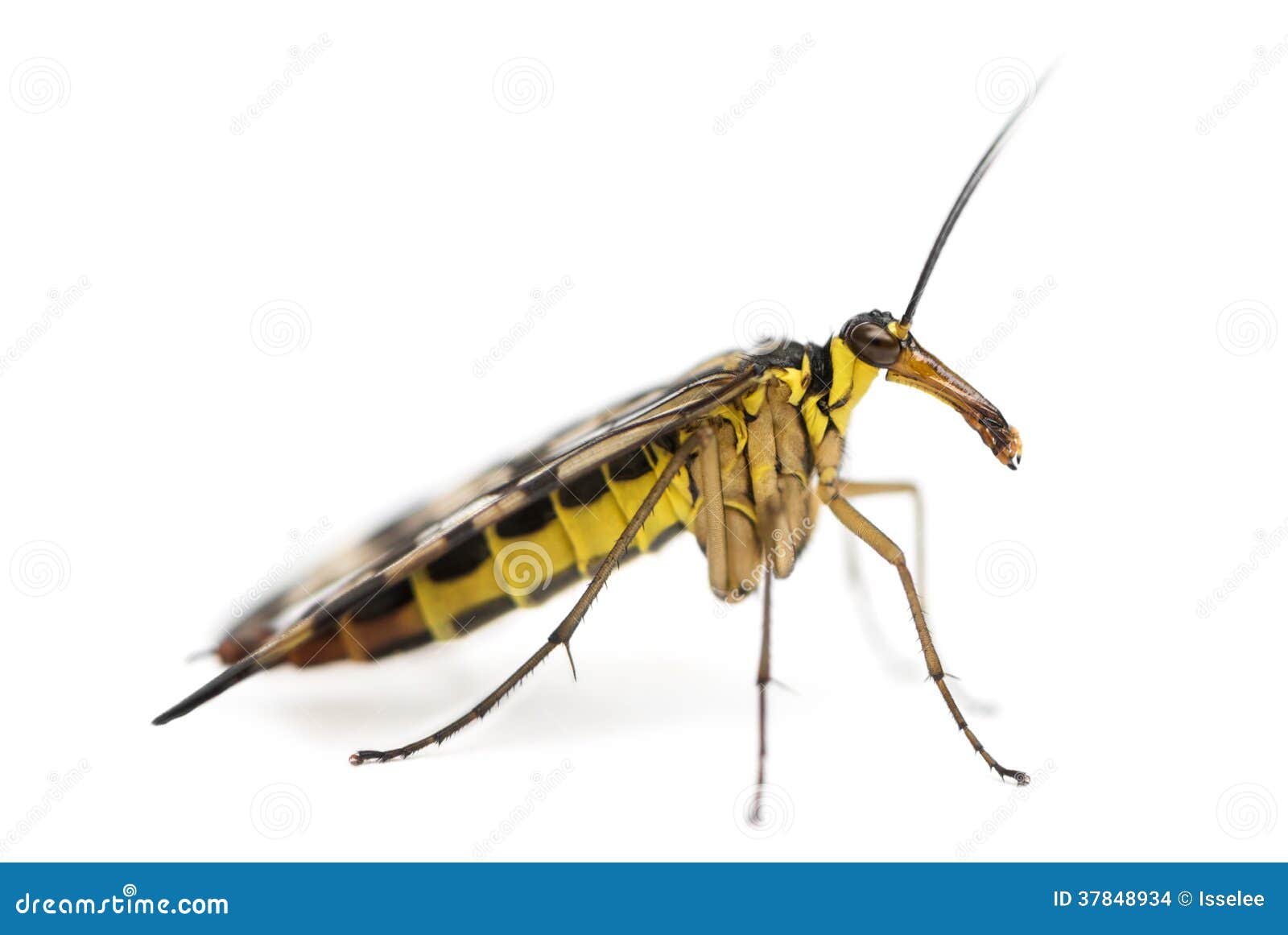 Side View of a Scorpionfly, Panorpa Vulgaris, Isolated Stock Photo ...