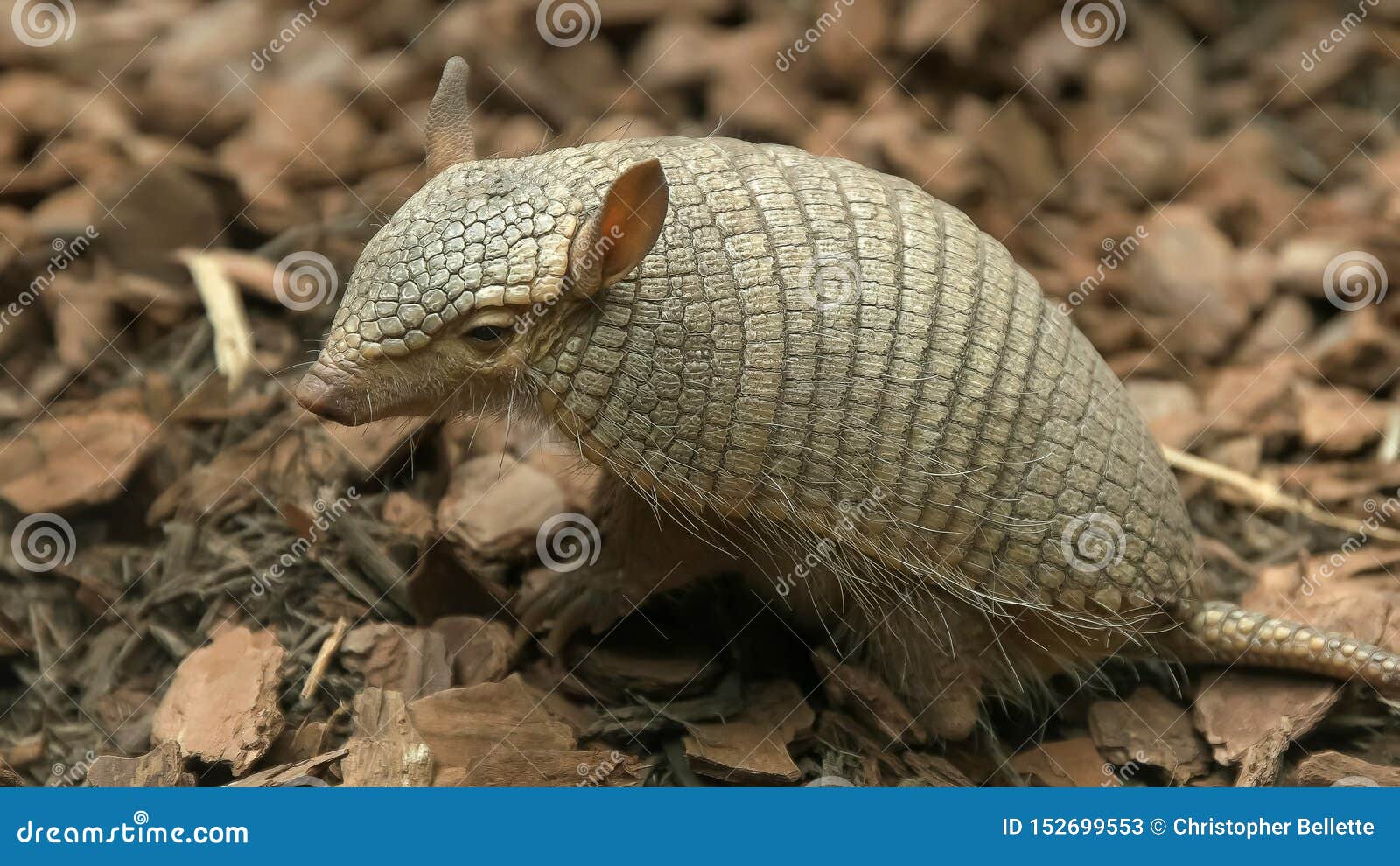 Side View of a Screaming Hairy Armadillo Stock Image - Image of animal ...