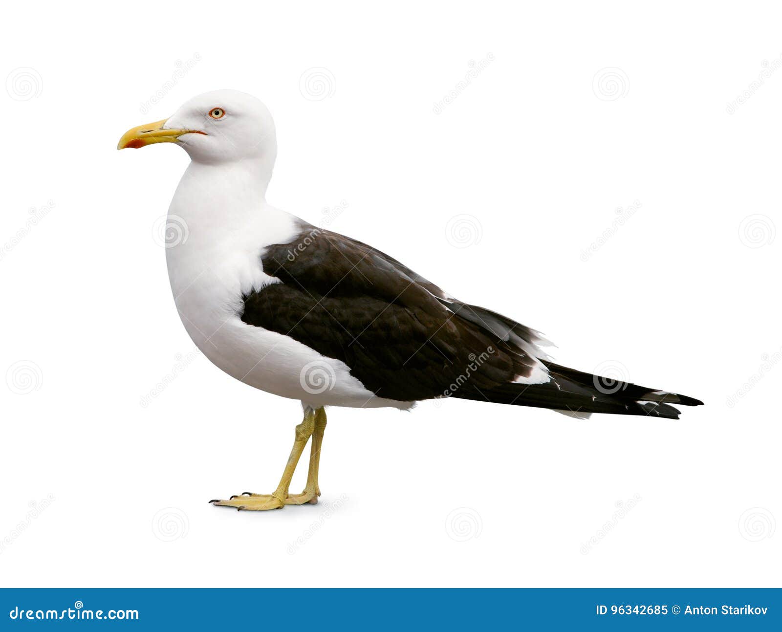 Side view of sea gull stock image. Image of european - 96342685