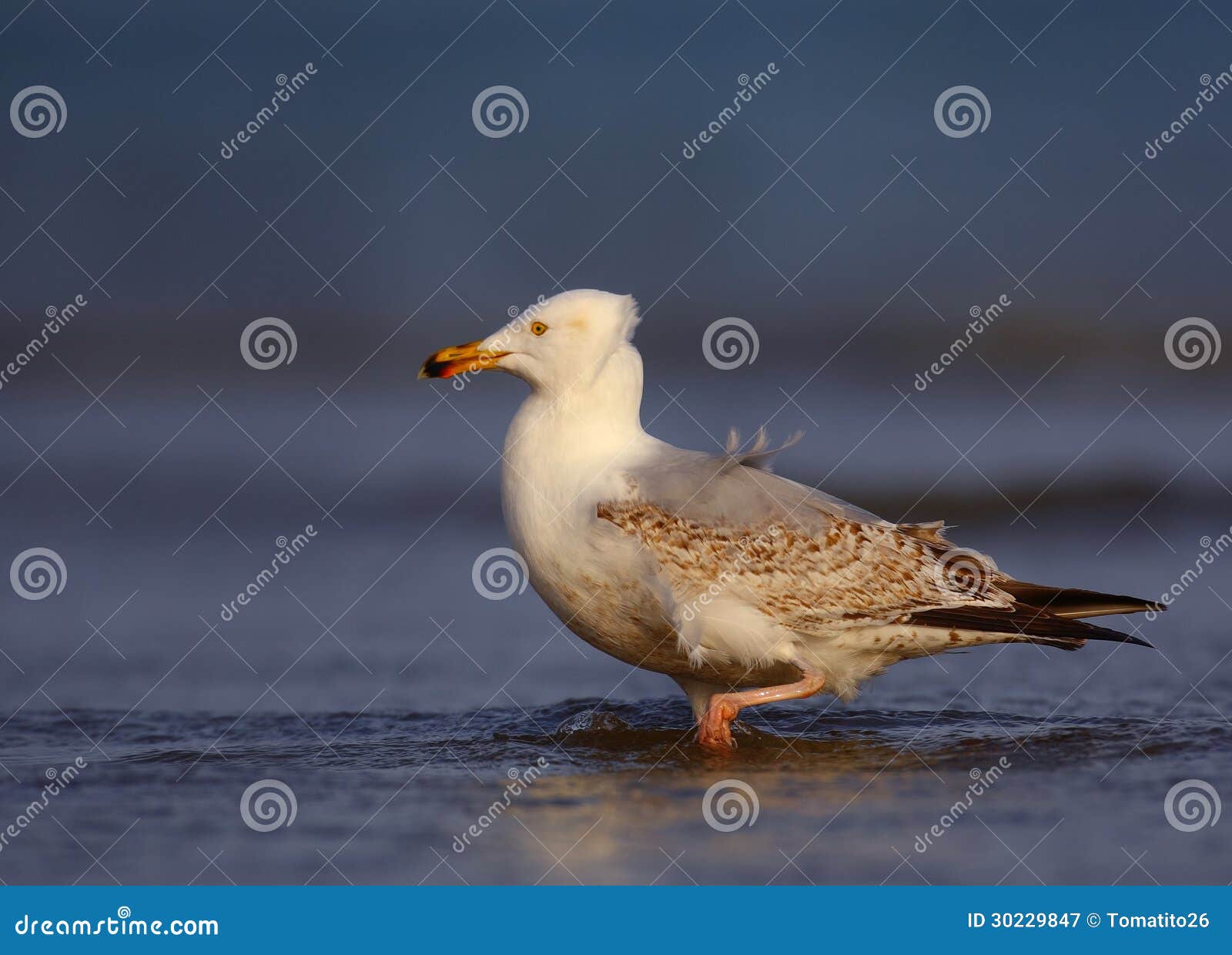 Seagull in ocean stock image. Image of view, side, looks - 30229847