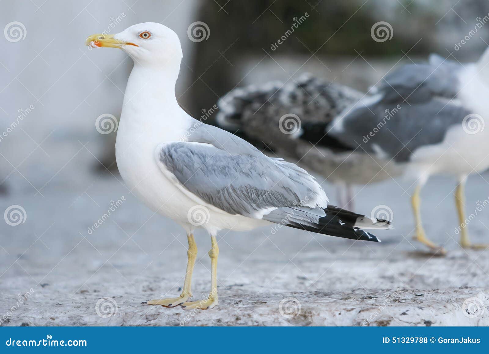 Side View of Seagull on Concrete Stock Photo - Image of outdoors ...