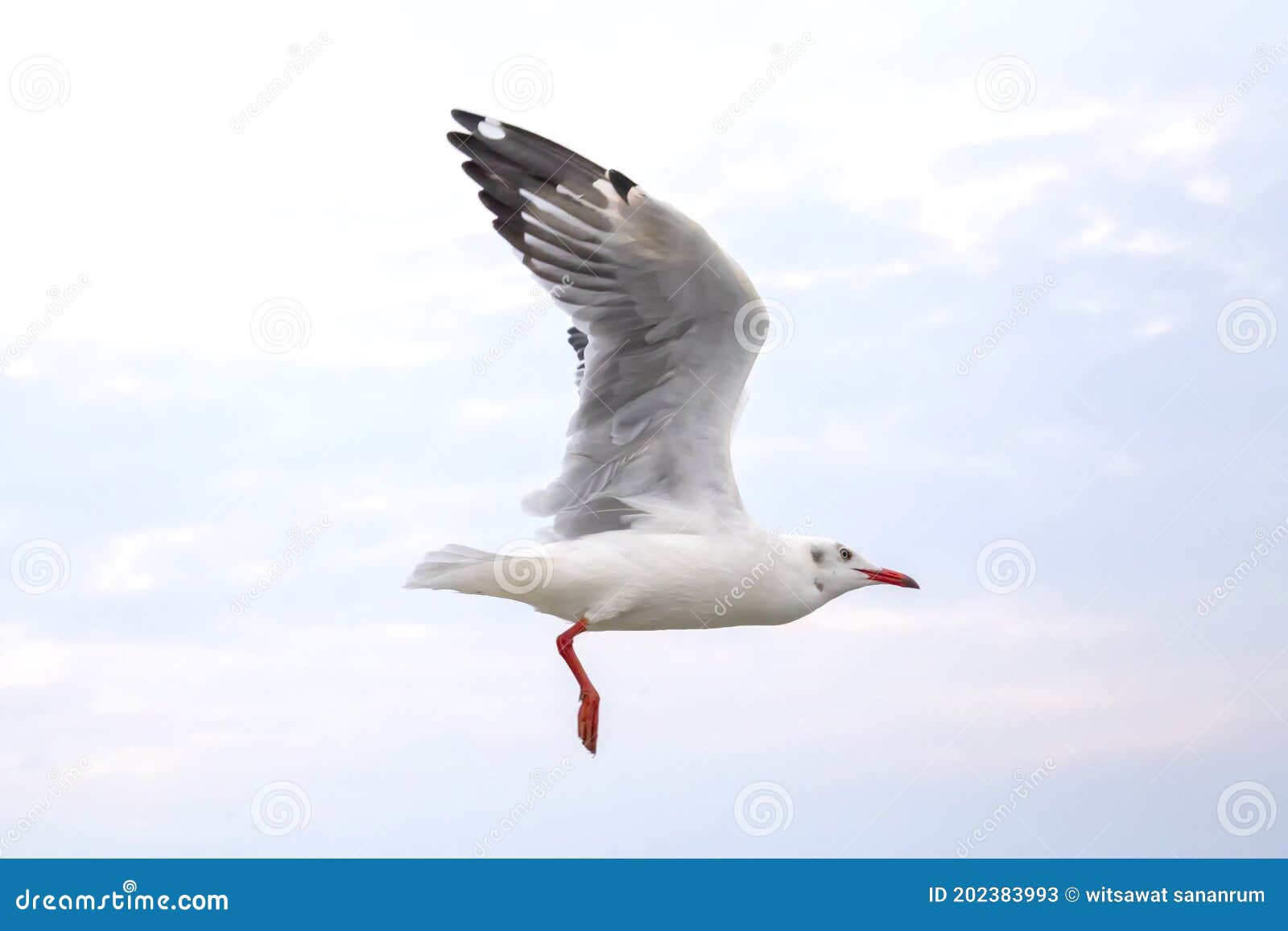 Side View of the Seagull are Flying on the Sky with Clouds. White Sea ...