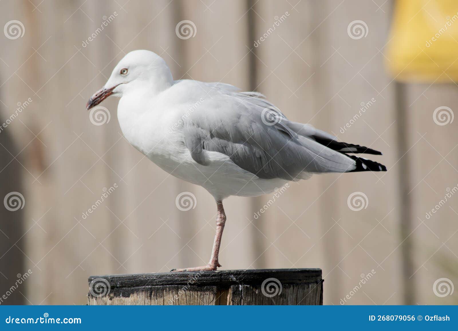 This is a Side View of a Seagull Stock Photo - Image of orange ...
