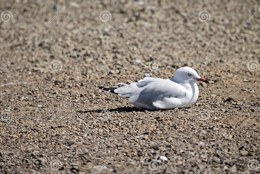 This is a Side View of a Seagull Stock Photo - Image of black, nature ...