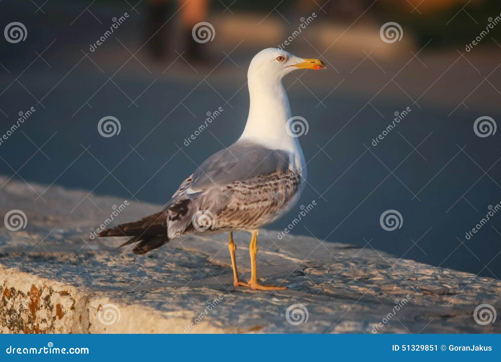 Side view of seagull stock image. Image of body, gull - 51329851