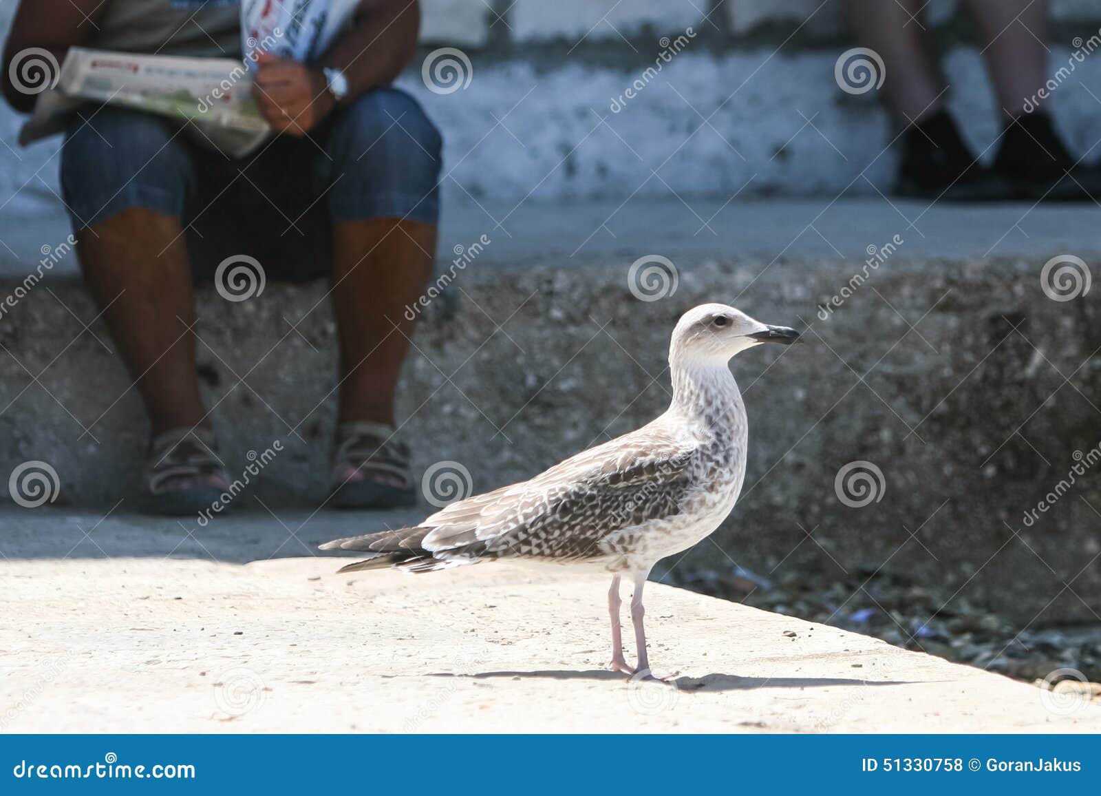 Side View of Seagull Standing on Floor Stock Photo - Image of sitting ...