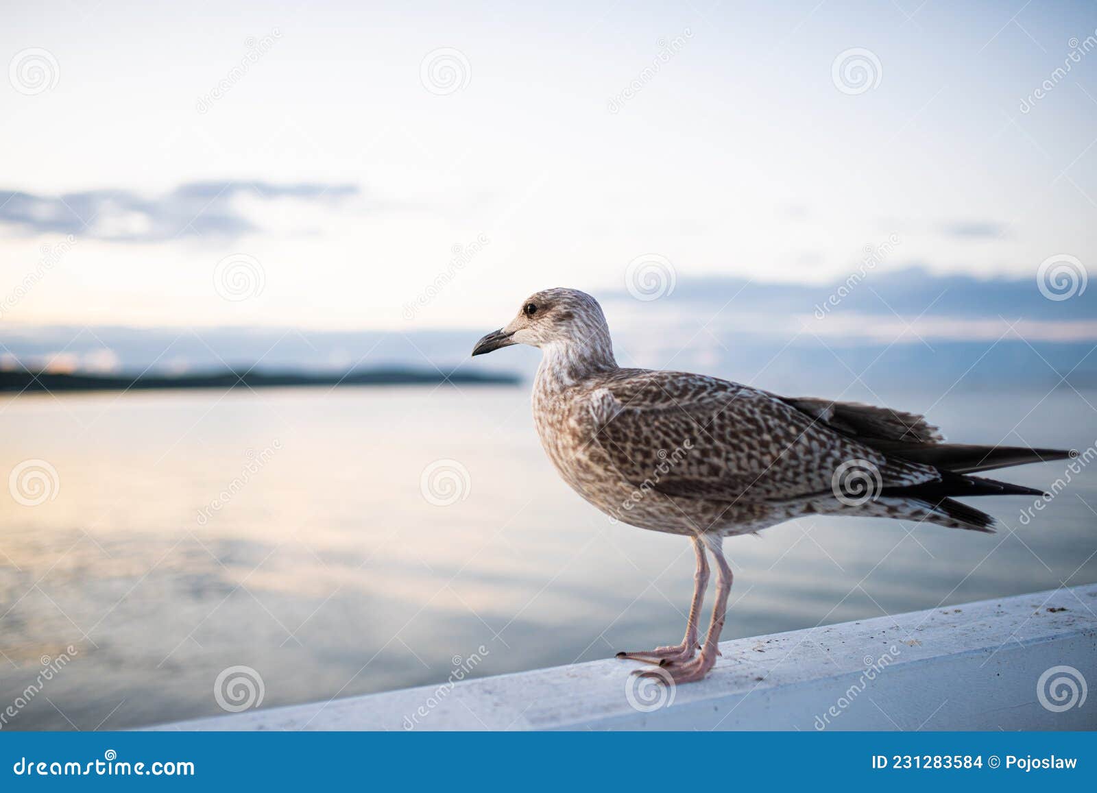 Side View of Seagull Standing on Pier by Sea at Sunset. Stock Photo ...