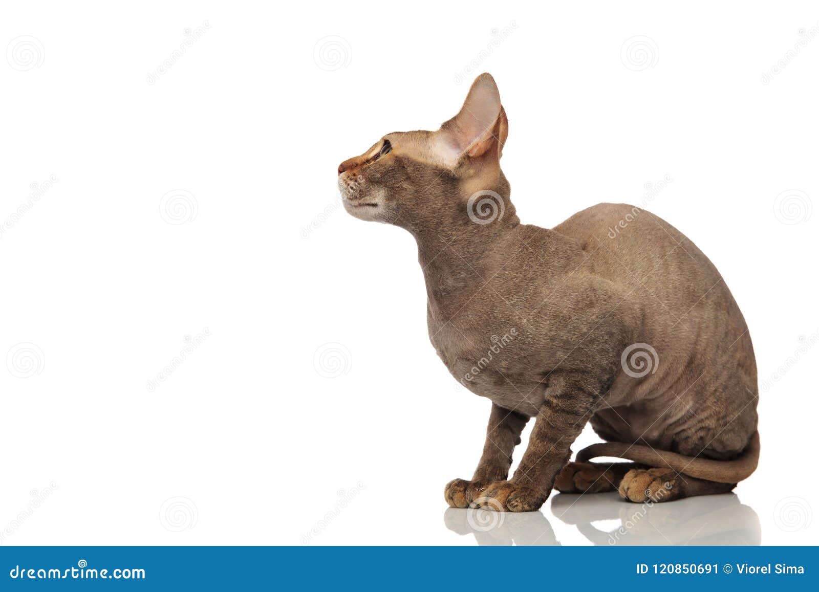 Side View of Seated Metis Cat Looking Up To Side Stock Image - Image of ...