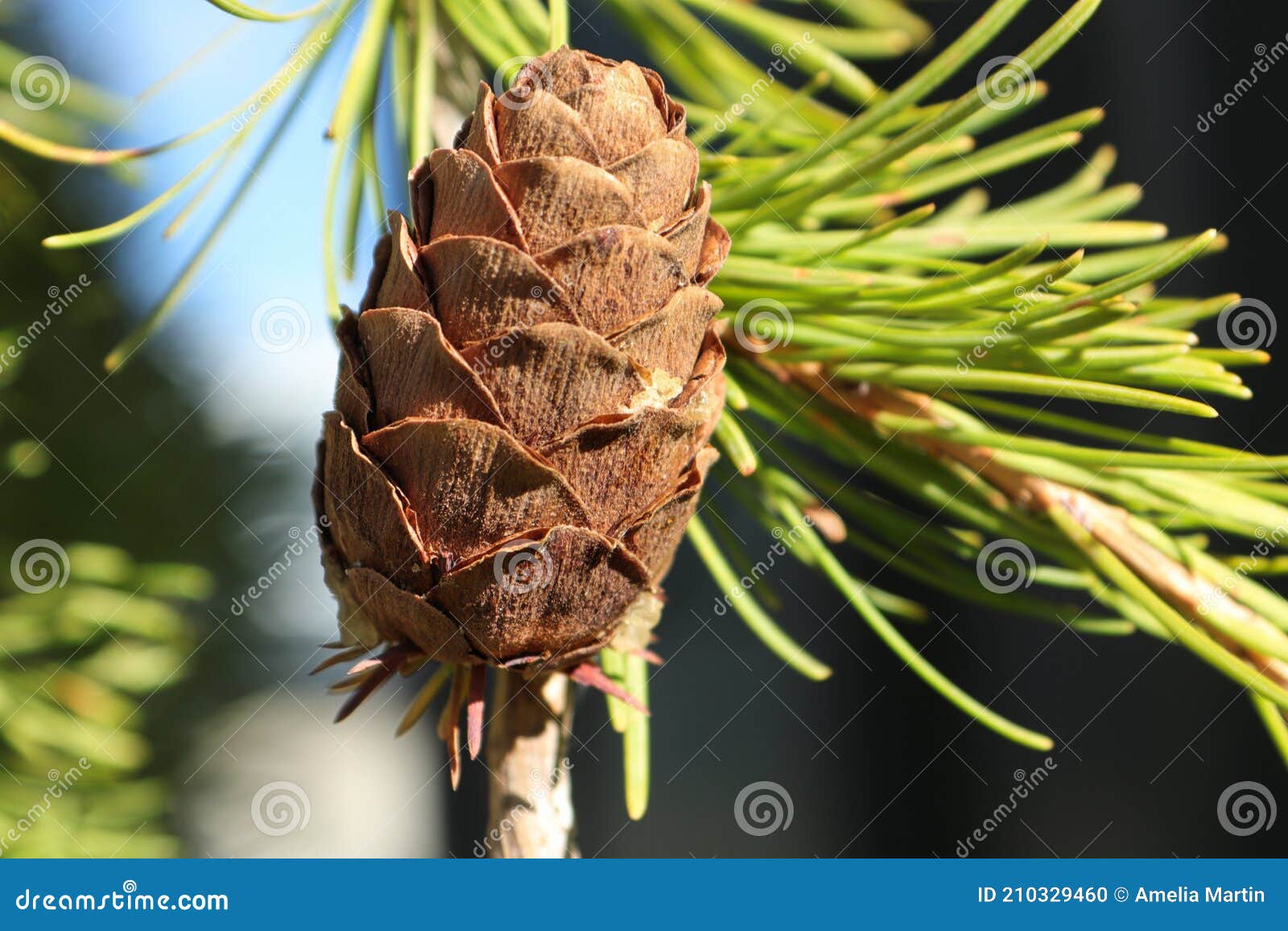 Side View of a Seed Cone on a Larch Tree Stock Photo - Image of hardy ...