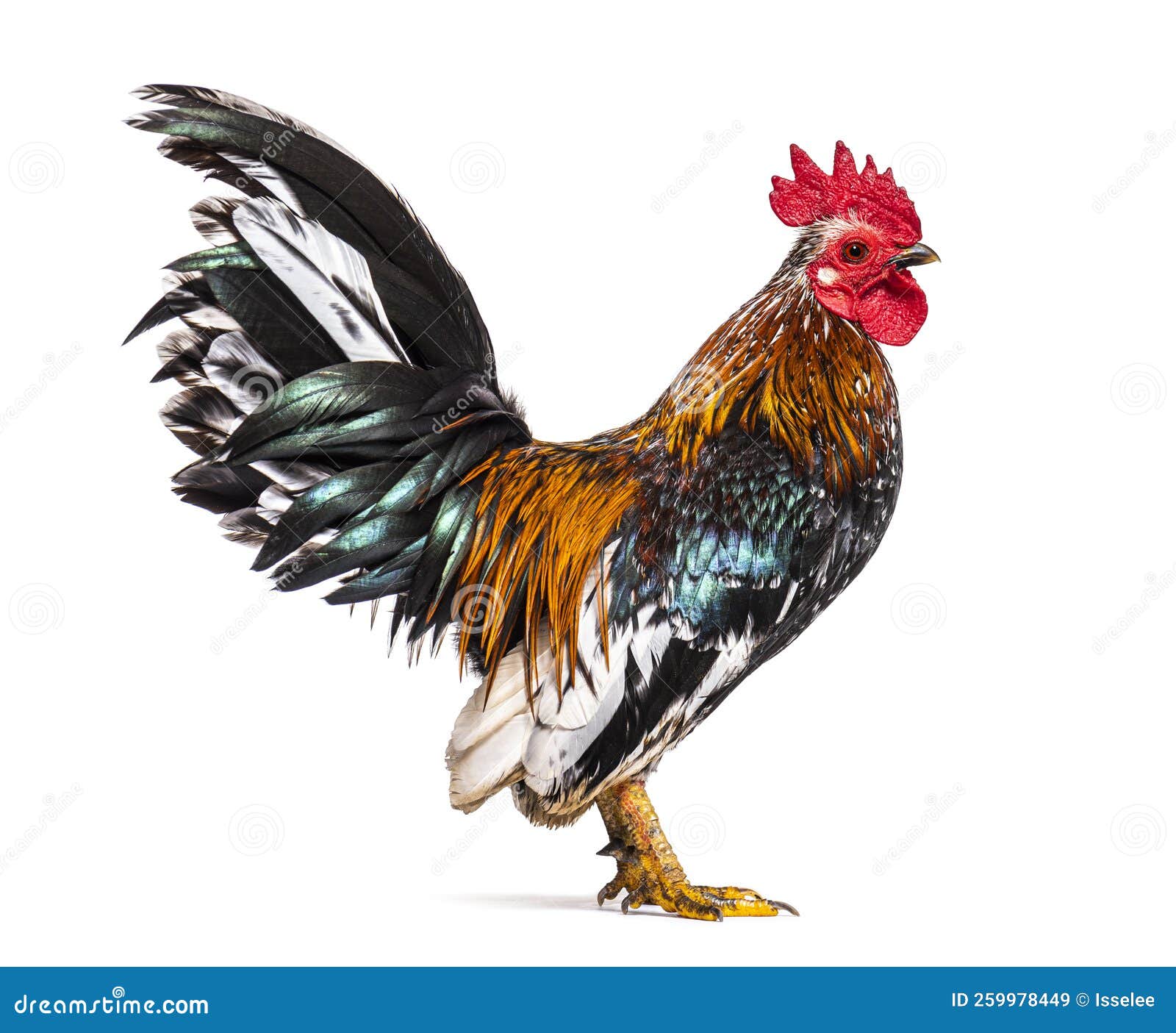 Side View of a Serama Rooster, Chicken Stock Image - Image of ...
