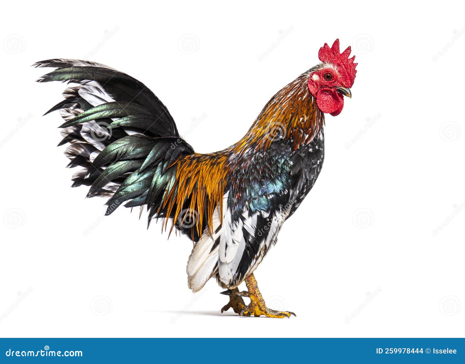 Side View of a Serama Rooster, Chicken Stock Photo - Image of standing ...