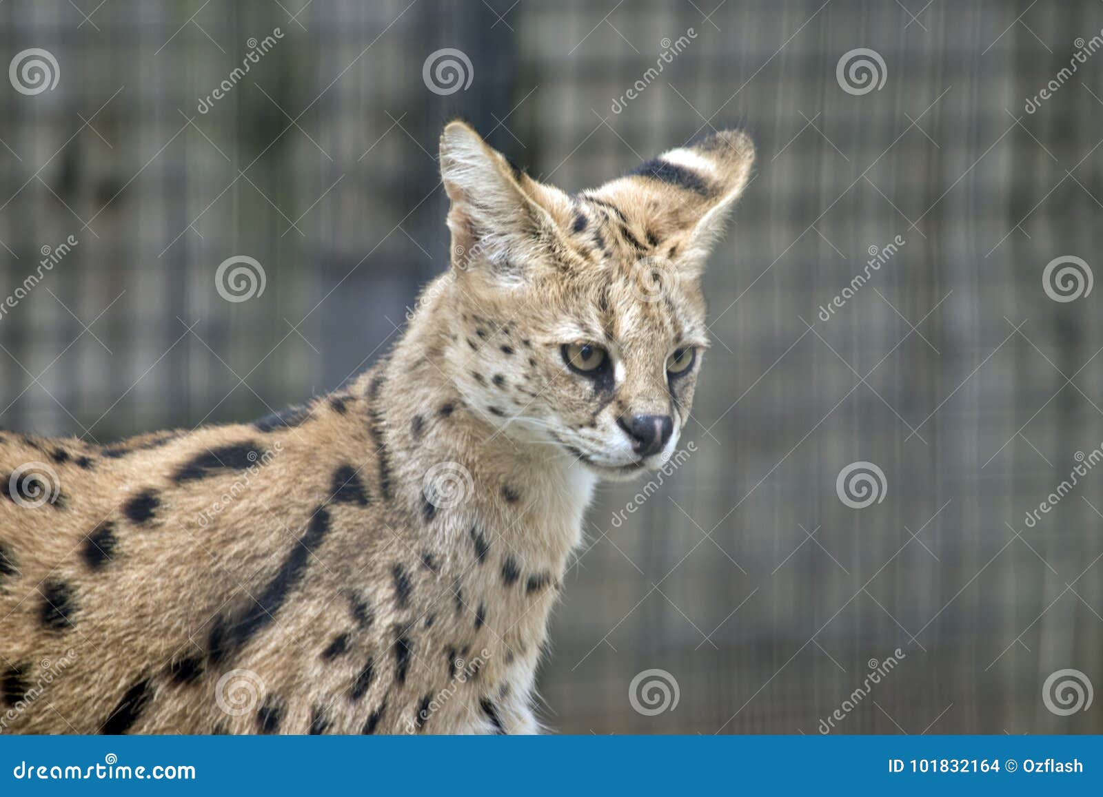 Serval stock photo. Image of side, leopard, serval, view - 101832164