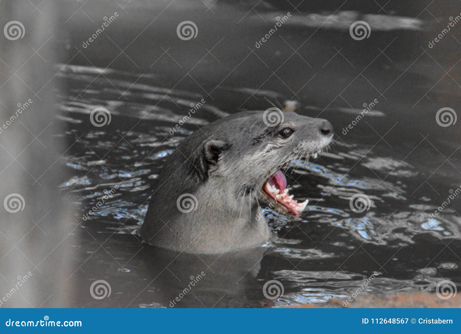 The Sharp Teeth of an Otter Stock Image - Image of life, nature: 112648567