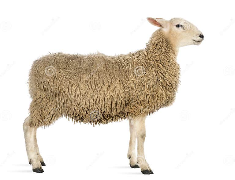 Side view of a Sheep stock image. Image of farm, livestock - 29009891